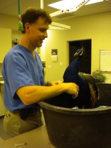 Bird Vasectomy and Castration
